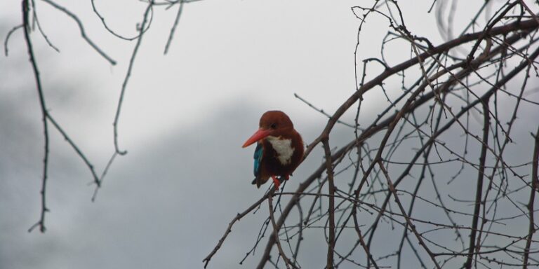 Loharu Fort: Know History And Cultural Heritage Of Haryana - TripXL