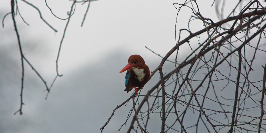 Loharu Fort: Know History And Cultural Heritage Of Haryana - TripXL