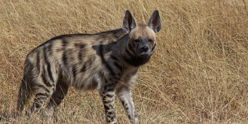 Bilpudi Waterfalls: A Detailed Guide To Gujarat’s Gem - TripXL