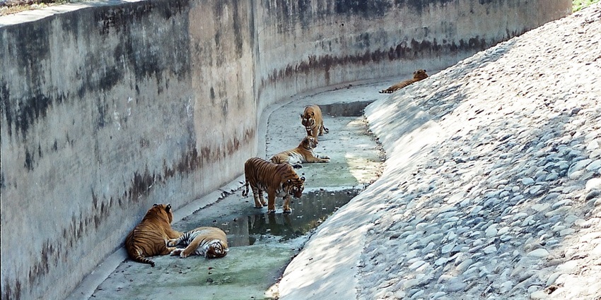 Zoos In Haryana: Discover Wildlife And Conservation Efforts - TripXL