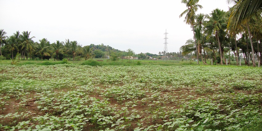 Places To Visit Near Tiruvannamalai: Discover Scenic Gems - TripXL