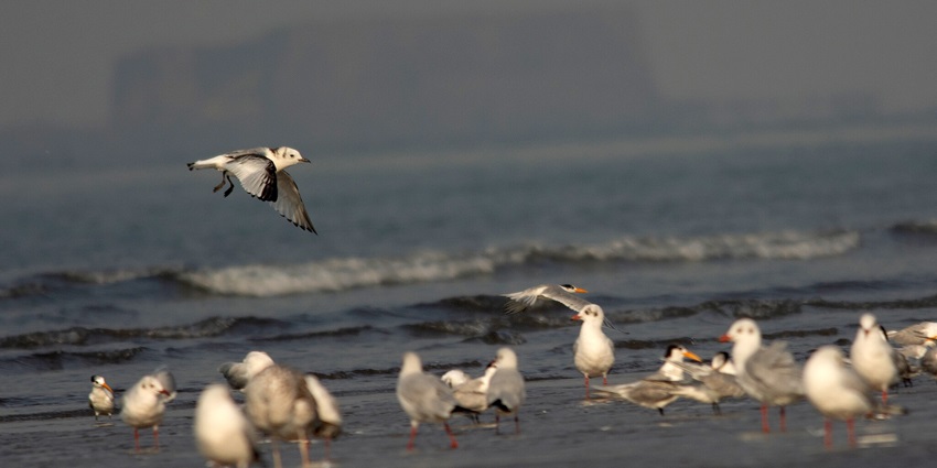 Top Beaches In Alibaug For Relaxation, Fun, And Scenic Views - TripXL