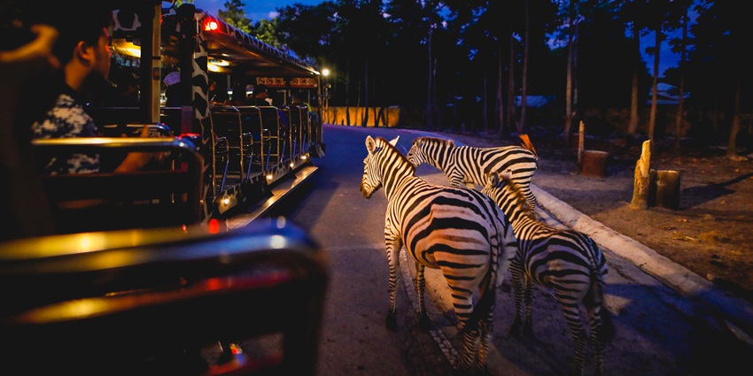 Night Safari In Bali: Top 10 Places For This Thrilling Adventure - TripXL
