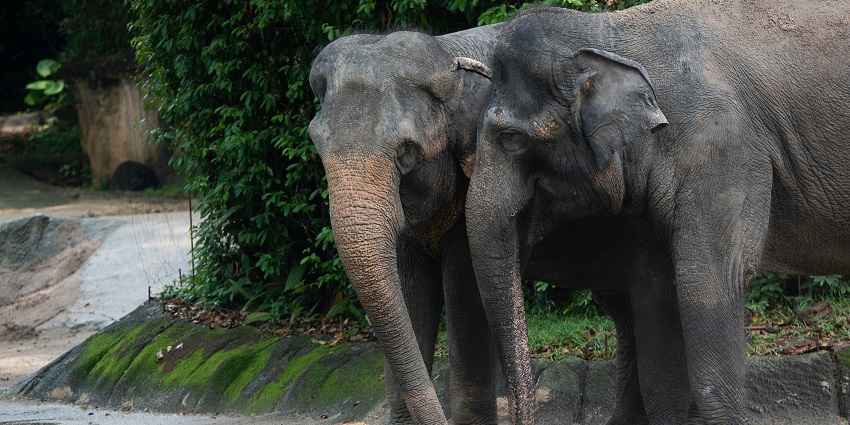 Dnyanganga Wildlife Sanctuary: Get Ready To Explore Nature - TripXL