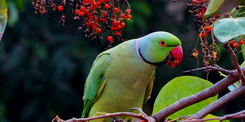 9 Places To Visit In Rohtak For A Scenic Getaway In Haryana - TripXL