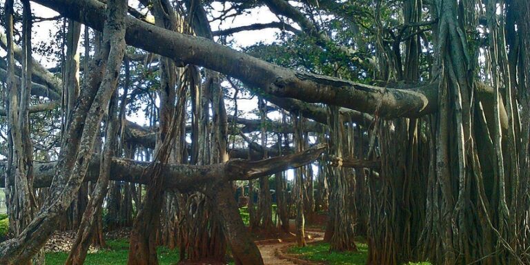 14 Places To Visit Near Bangalore Within 50 Kms For Weekend - TripXL
