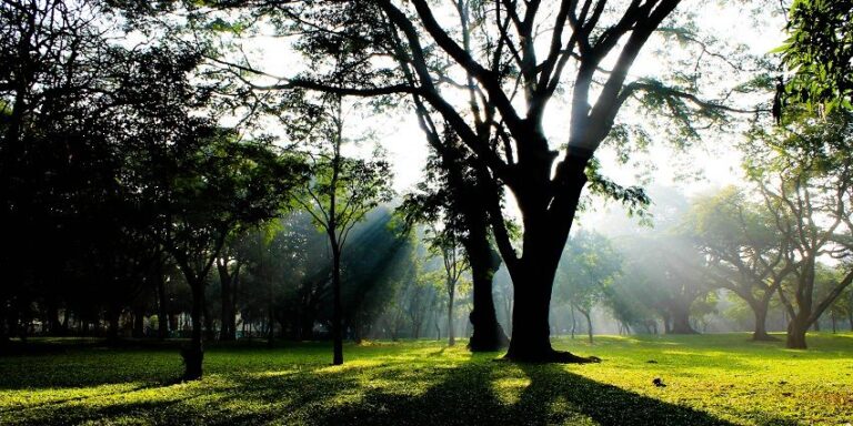 15 Things To Do In MG Road Bangalore For A Memorable Trip - TripXL