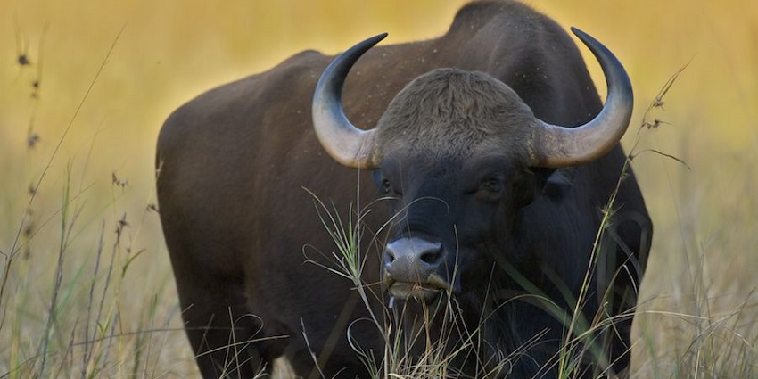 Chudanga Gada Fort: Wander Through Odisha’s Historical Gem - TripXL