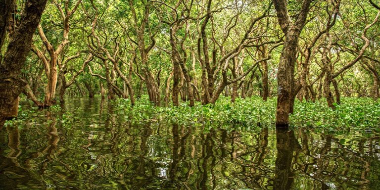 Things To Do In Karaikal: A Complete Tourist Guide For Visitors - TripXL