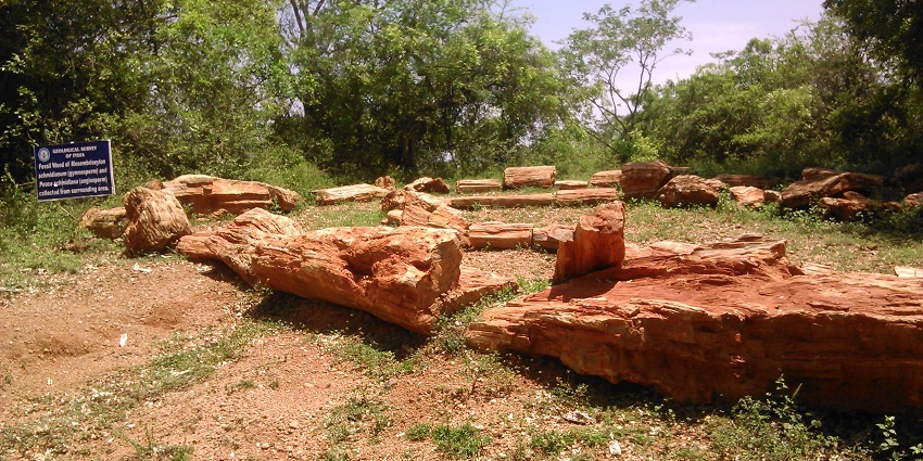 Fossil National Park: A Complete Travel Guide For Tourists - TripXL