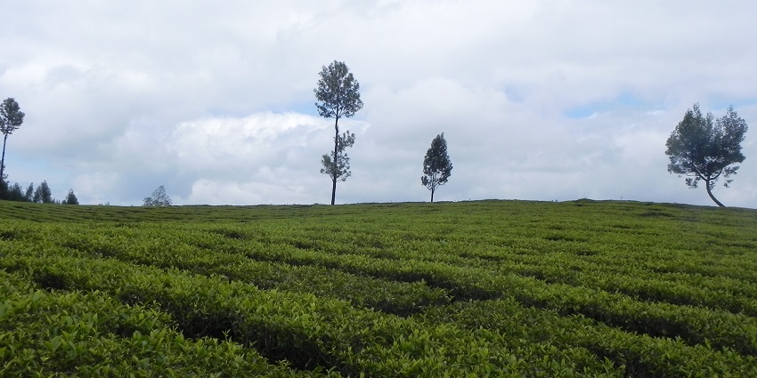 Top Places To Visit In Gudalur: Must-See Attractions - TripXL