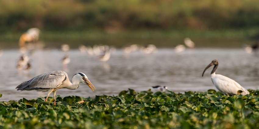 10 Places To Visit In Hoskote: Uncover The Hidden Gems - TripXL