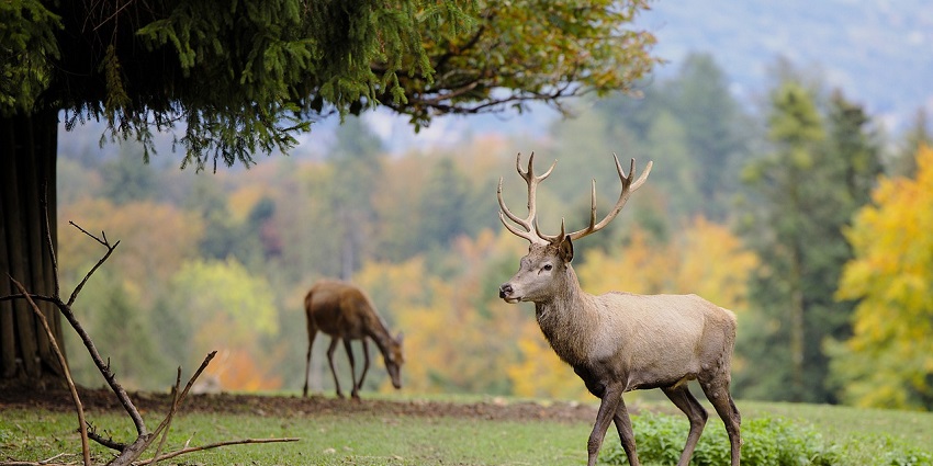 Explore Exciting Places To Visit Near Hosur Within 50 Kms - TripXL