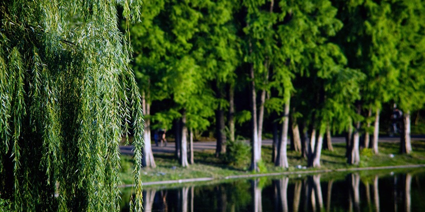 Radhanagari Wildlifе Sanctuary: A Paradise For Nature Lovers - TripXL