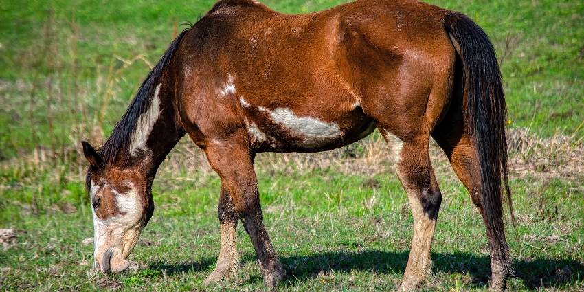 Toranmal Wildlife Sanctuary: A Scenic Spot Perched On A Hill - TripXL