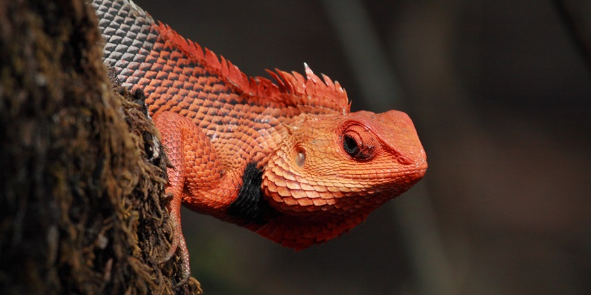 Chandoli National Park: Explore Exotic Fauna In Maharashtra - TripXL