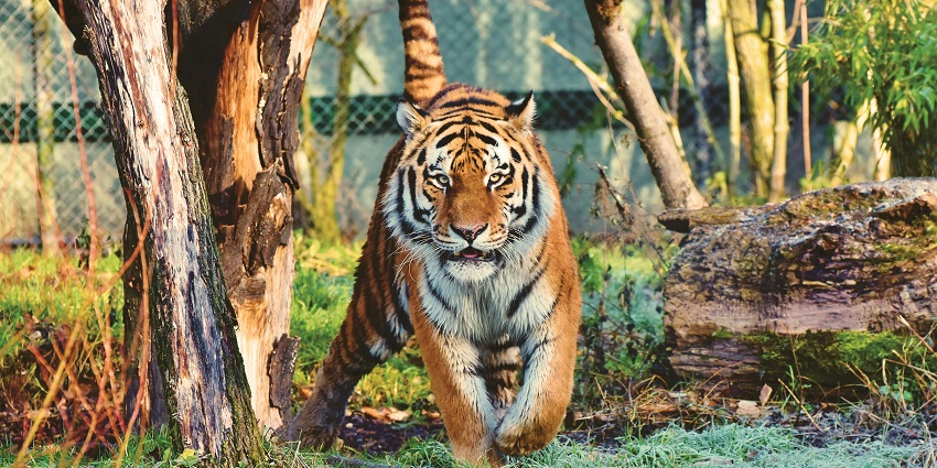 Maharashtra Nature Parks: A Glimpse Of The Flora And Fauna - TripXL