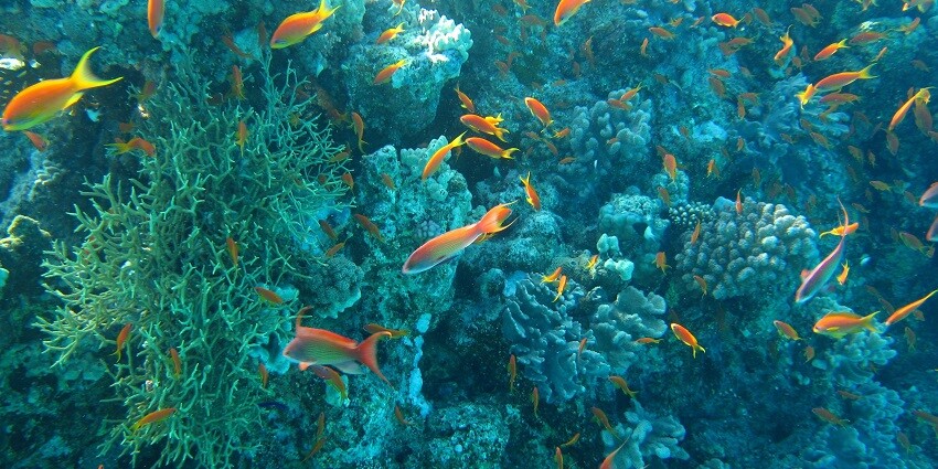 10 Places To Visit In Malvan For The Ultimate Coastal Trip - TripXL