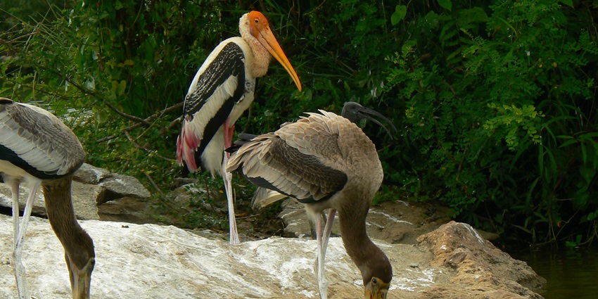 15 Best Places To Visit In Shimoga For A Serene Getaway - TripXL