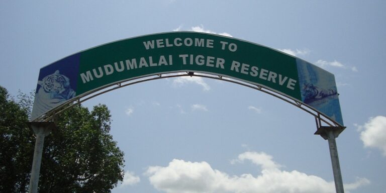 Top Places To Visit In Gudalur: Must-See Attractions - TripXL