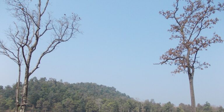 Bor Wildlife Sanctuary: Your Ultimate Guide For Visiting - TripXL