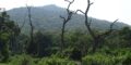 Jungle Safari In Chennai: An Adventurer's Guide - TripXL