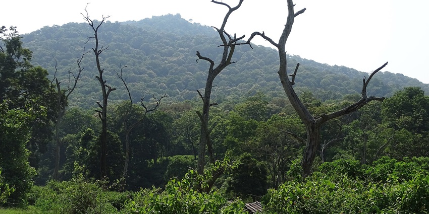Jungle Safari In Chennai: An Adventurer's Guide - TripXL