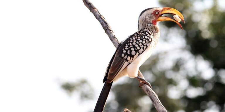 10 Wildlife Sanctuaries In Goa: Encounter Flora And Fauna - TripXL