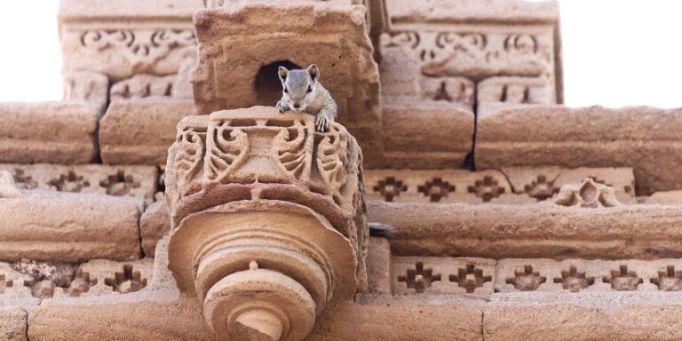 Top 10 Temples In Faridabad To Awaken The Devotee In You - TripXL