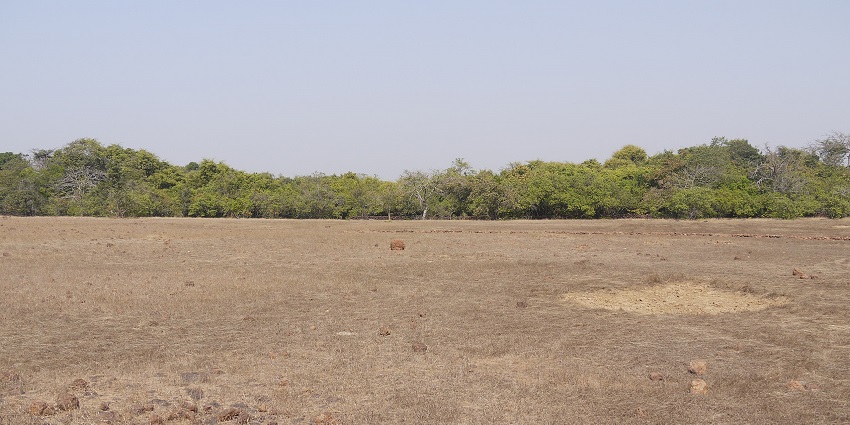 Wildlife Sanctuaries In Mumbai: Fauna In The Heart Of India - TripXL