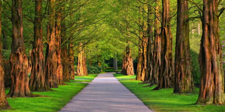 Radhanagari Wildlifе Sanctuary: A Paradise For Nature Lovers - TripXL