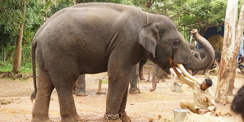 10 Best Places To Visit In Shimoga For A Serene Getaway - TripXL