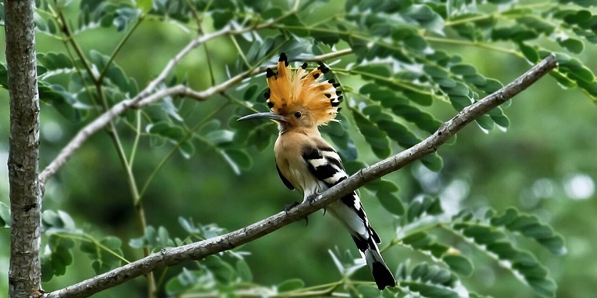 10 Best Places To Visit Near Krishnagiri - TripXL