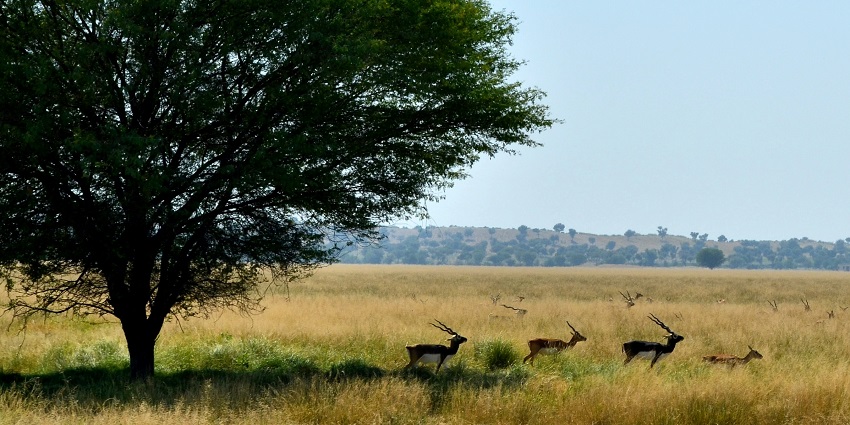 Ratangarh Fort: Unveil History And Heritage Of Rajasthan - TripXL