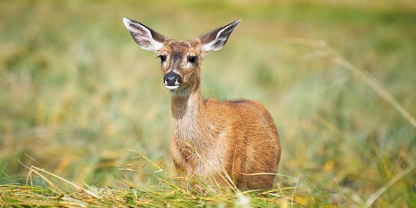 Yawal Wildlife Sanctuary: Maharashtra’s Top Attraction - TripXL