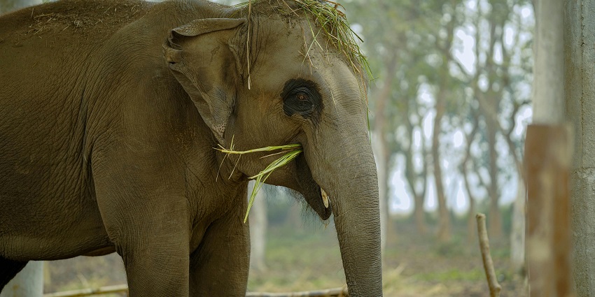Darrah Wildlife Sanctuary:Journey Through Flora And Fauna - TripXL