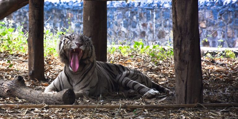Vandalur Zoo: Explore The Exotic Wildlife In Tamil Nadu - TripXL