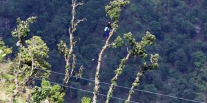 Askot Wildlife Sanctuary: The Ultimate Traveller’s Guide - TripXL