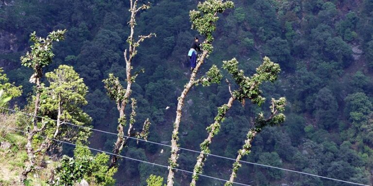 Askot Wildlife Sanctuary: The Ultimate Traveller’s Guide - TripXL