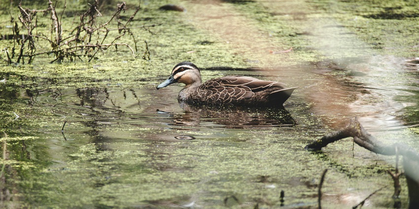 Askot Wildlife Sanctuary: The Ultimate Traveller’s Guide - TripXL