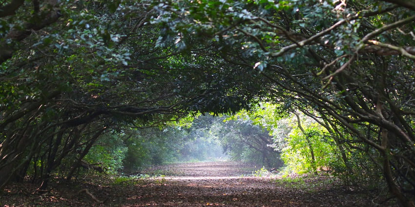 Wildlife Sanctuaries Near Lucknow: A Scenic Expedition - TripXL