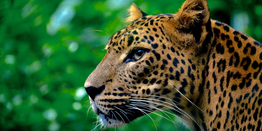 Lakhudiyar Caves: The Ancient Rock Art In Uttarakhand - TripXL