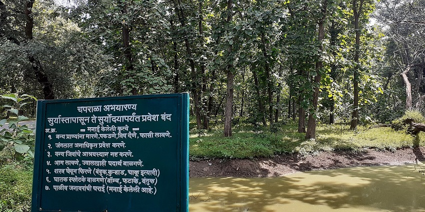 Jungle Safari In Nagpur: Explore Wildlife In Maharashtra - TripXL