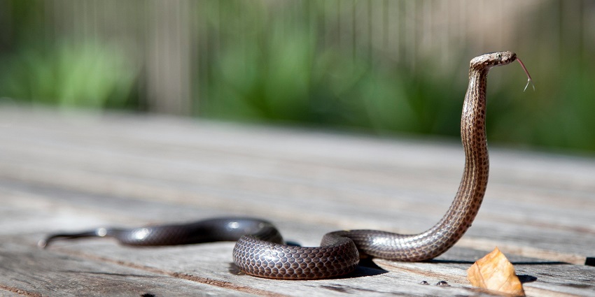 Vandalur Zoo: Explore The Exotic Wildlife In Tamil Nadu - TripXL