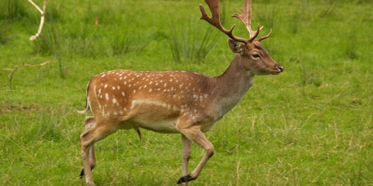 14 Places To Visit In Bardhaman: Explore These Must-See Places - TripXL