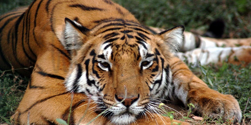 Wildlife Sanctuaries Near Lucknow: A Scenic Expedition - TripXL