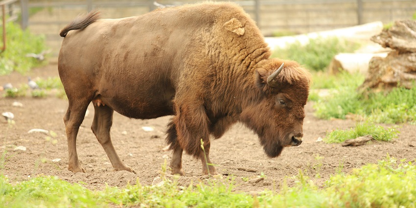 Guindy National Park: Enjoy A Wildlife Adventure Amid Nature - TripXL