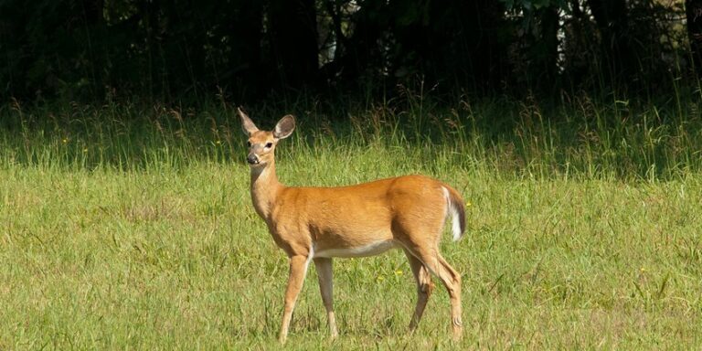 Askot Wildlife Sanctuary: The Ultimate Traveller’s Guide - TripXL