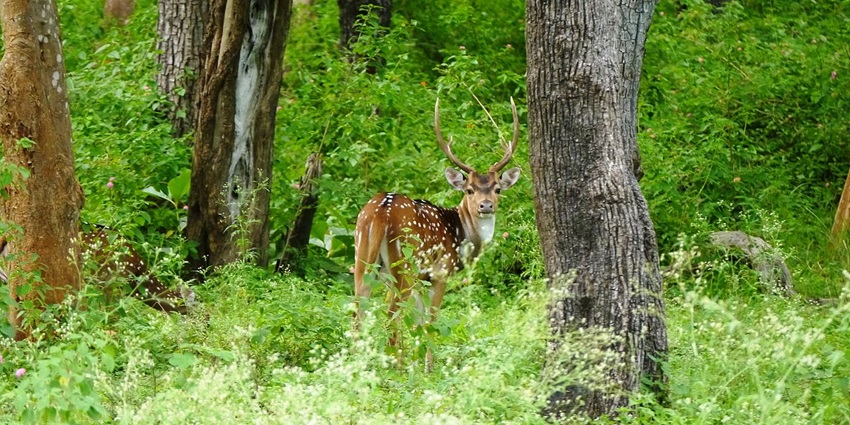 Mudumalai Tiger Reserve: Discover The Rich Biodiversity - TripXL