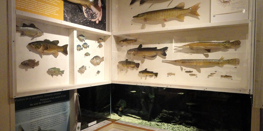 Ratnagiri Marine Fish Museum: Discover Marine Species Up Close - TripXL